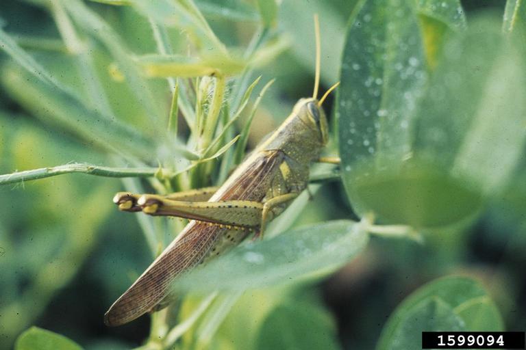 grasshoppers (Order Orthoptera Olivier, 1789)