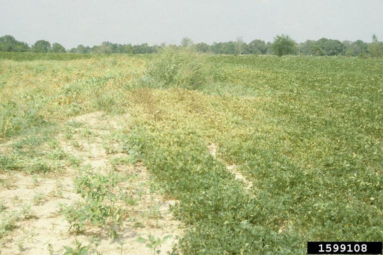 twospotted spider mite (Tetranychus urticae Koch)