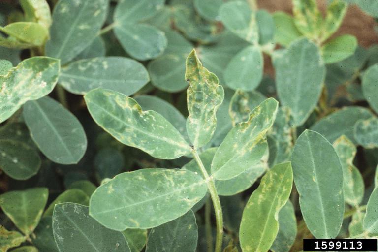 thrips (Family Thripidae) (Family Thripidae)