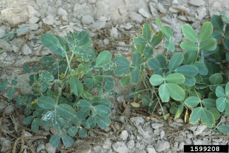 peanut (Genus Arachis)