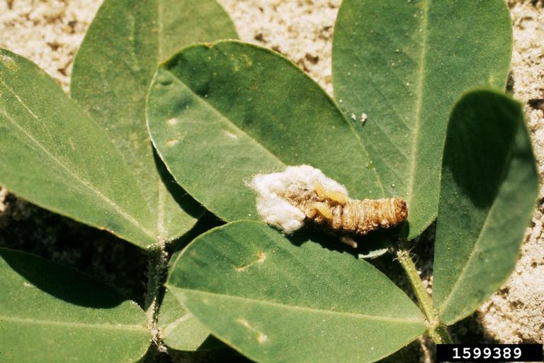 peanut (Genus Arachis L.)