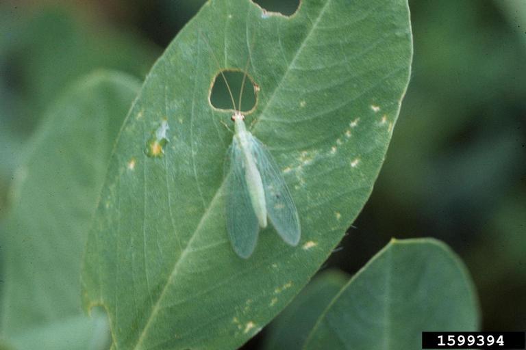 peanut (Genus Arachis L.)
