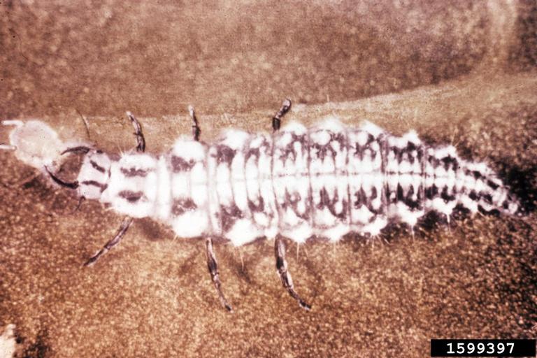 peanut (Genus Arachis L.)