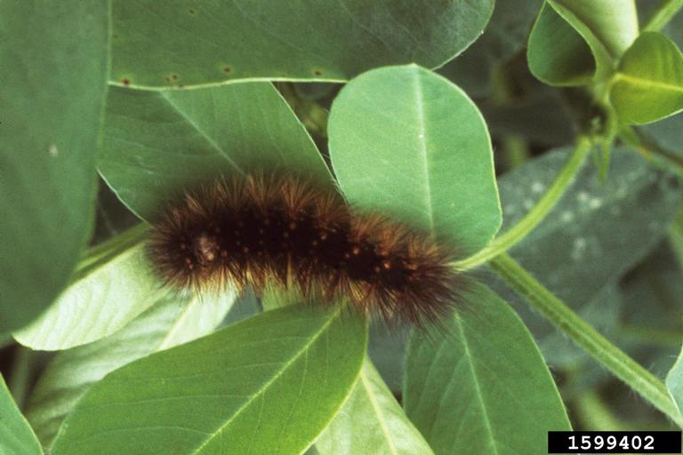 peanut (Genus Arachis)