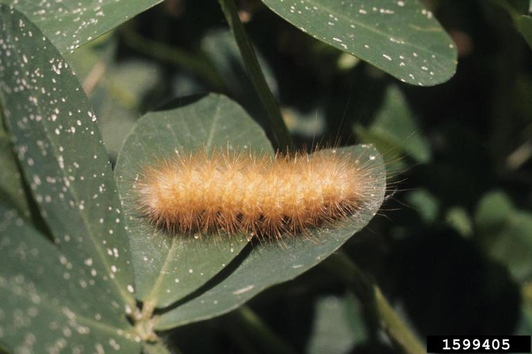 peanut (Genus Arachis)