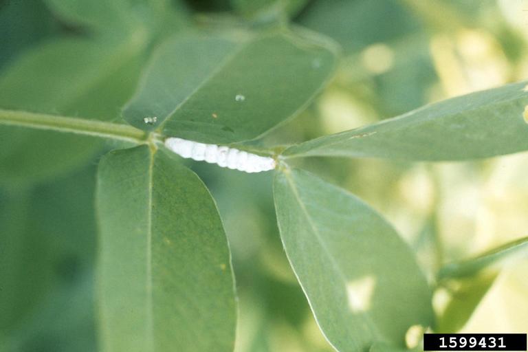 corn earworm, tomato fruitworm (Helicoverpa zea)