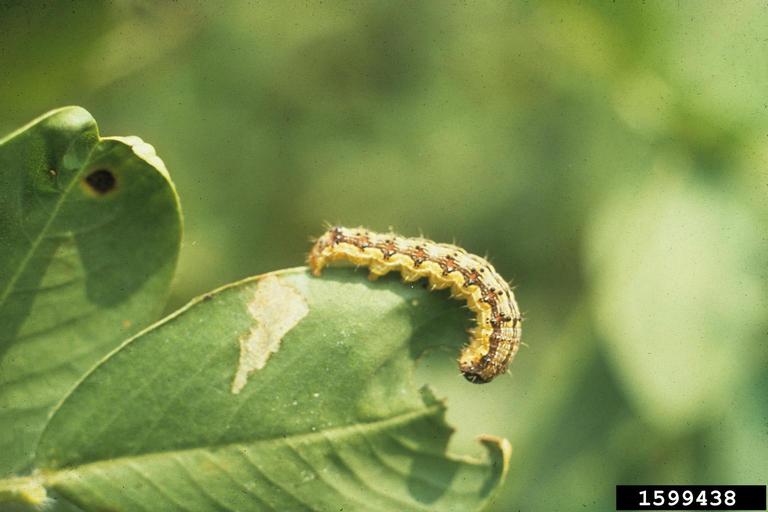 corn earworm, tomato fruitworm (Helicoverpa zea)