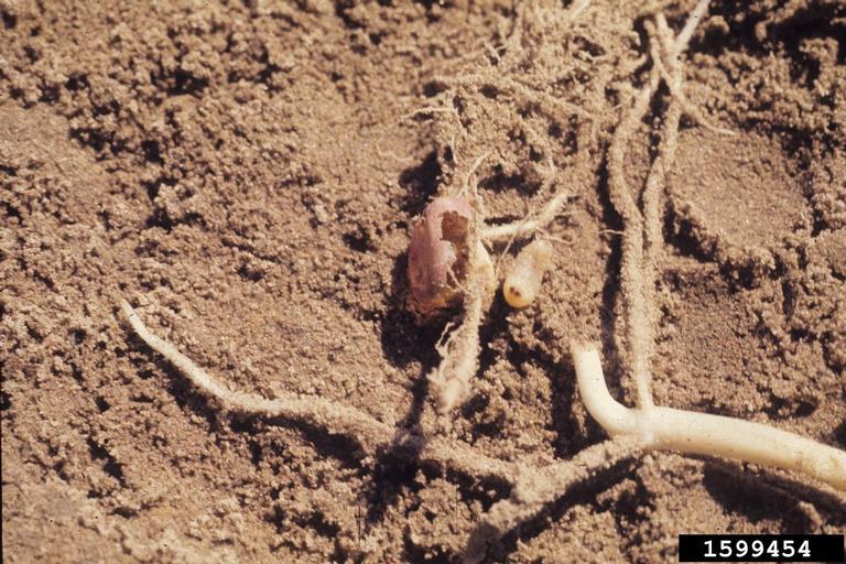 peanut (Genus Arachis L.)