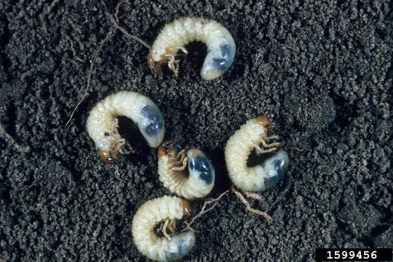 peanut (Genus Arachis L.)