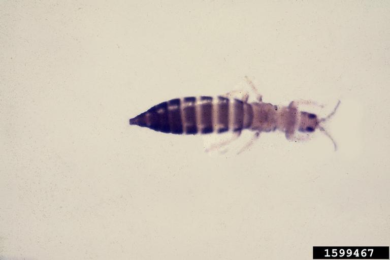 thrips (Family Thripidae)