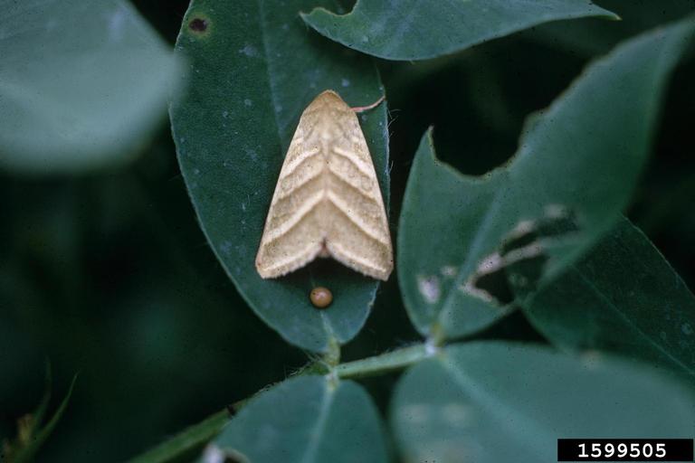 butterflies, moths or skippers (Order Lepidoptera)