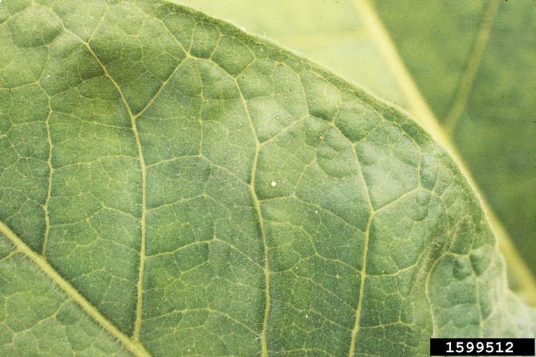 tobacco budworm (Chloridea virescens (Fabricius))
