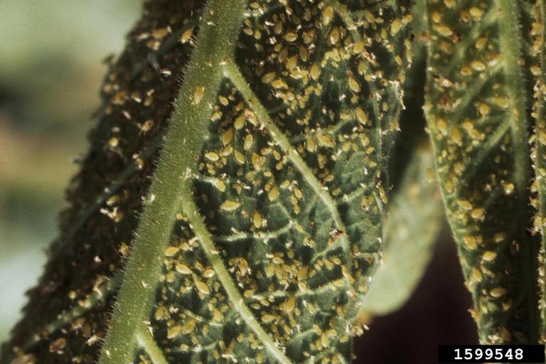 aphids (Family Aphididae)