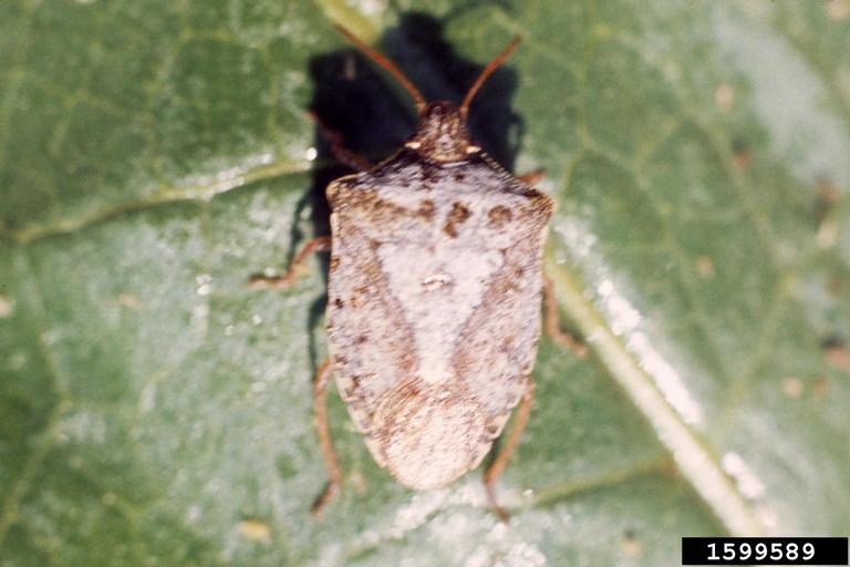 stink bugs (Family Pentatomidae) (Family Pentatomidae)