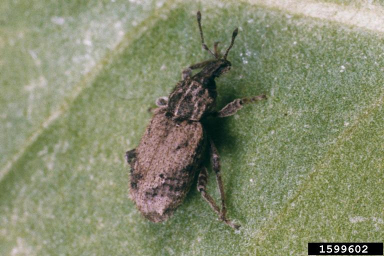 vegetable weevils (Genus Listroderes Schoeherr 1826)