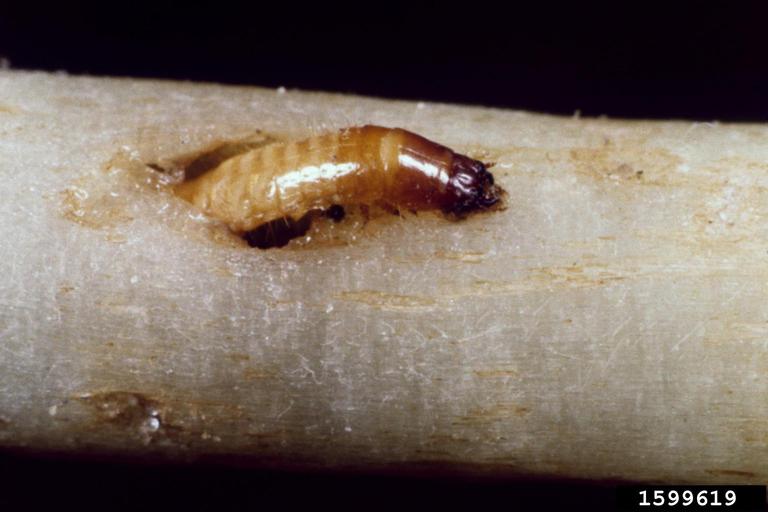 tobacco wireworm (Conoderus vespertinus (Fabricius, 1801))