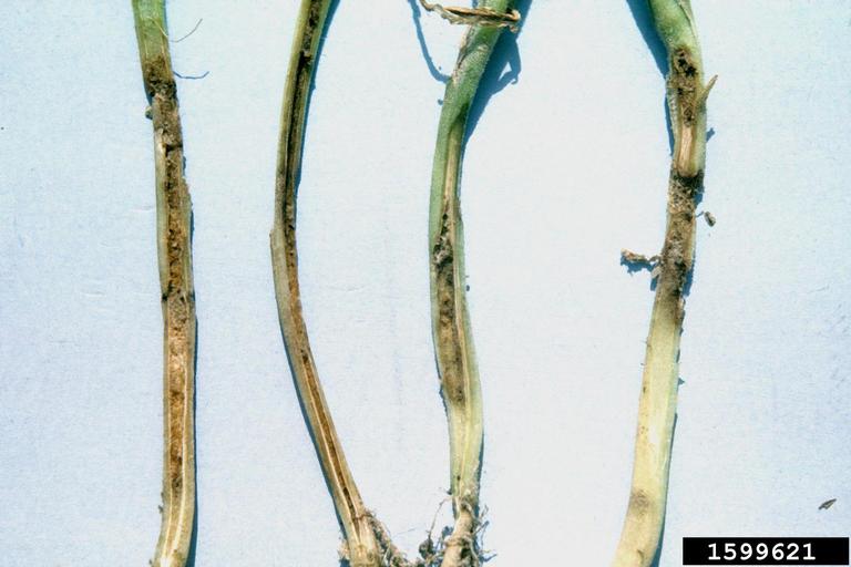 tobacco wireworm (Conoderus vespertinus)