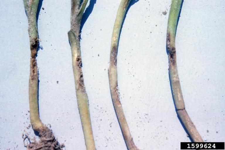 tobacco wireworm (Conoderus vespertinus (Fabricius, 1801))