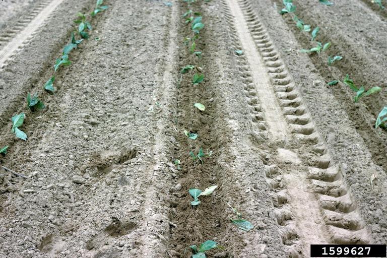 tobacco wireworm (Conoderus vespertinus (Fabricius, 1801))