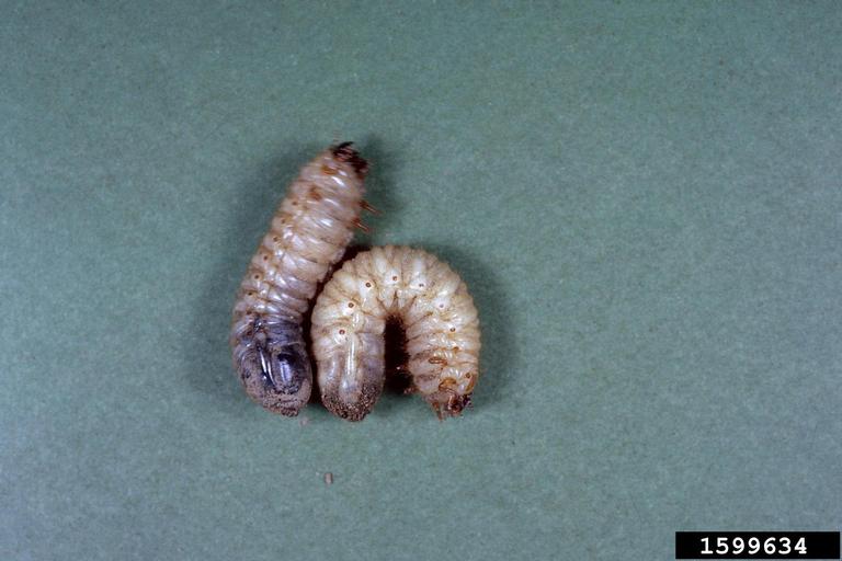 white grubs, scarabs, scarab beetles (Family Scarabaeidae Latreille, 1802)