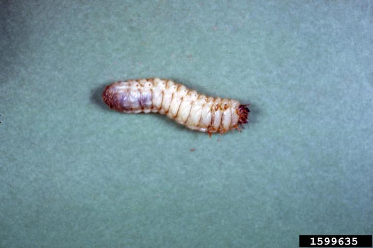 white grubs, scarabs, scarab beetles (Family Scarabaeidae Latreille, 1802)