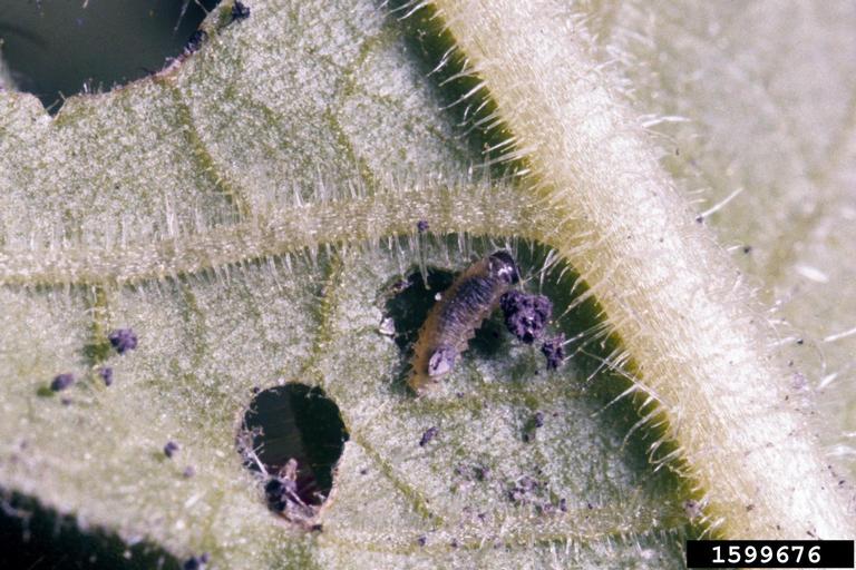 vegetable weevils (Genus Listroderes)