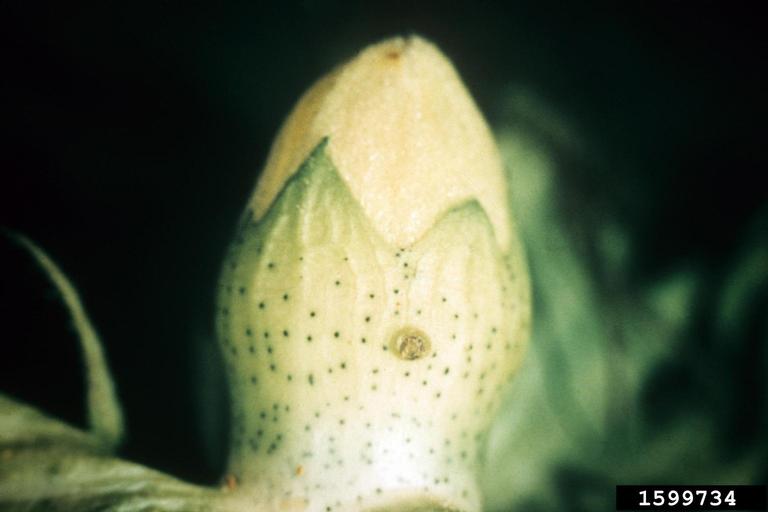 boll weevil (Anthonomus grandis grandis Boheman, 1843)