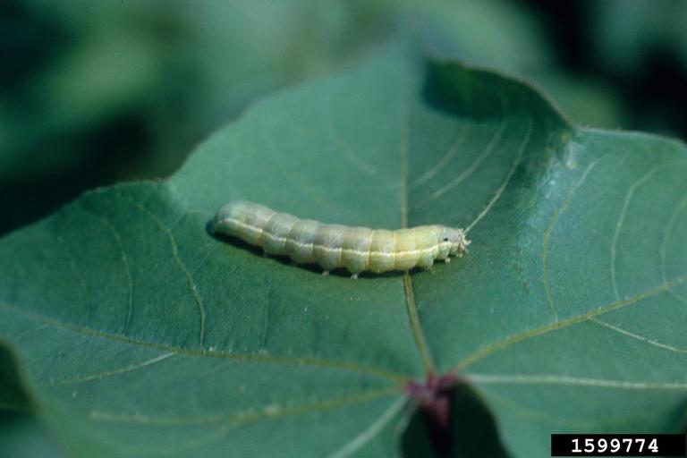beet armyworm (Spodoptera exigua)