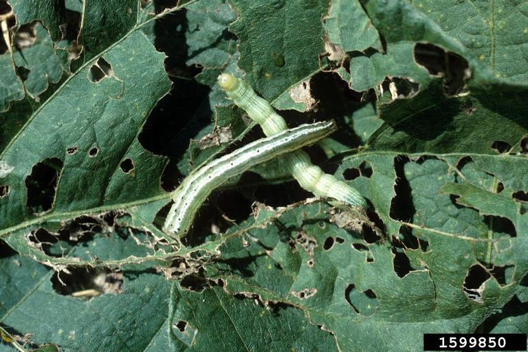 soybean looper (Chrysodeixis includens)