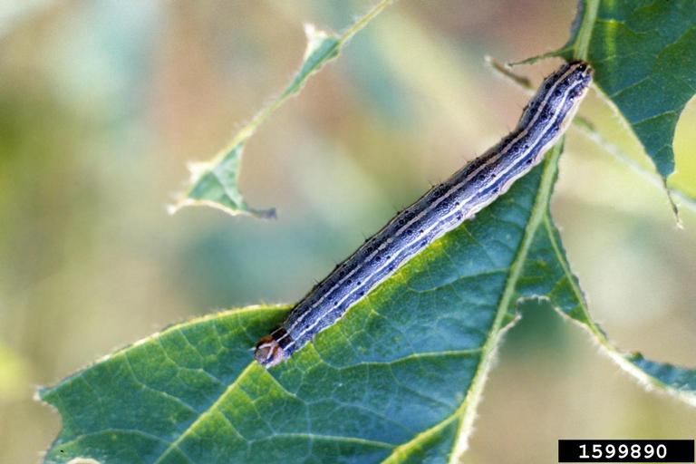fall armyworm (Spodoptera frugiperda (J.E. Smith))
