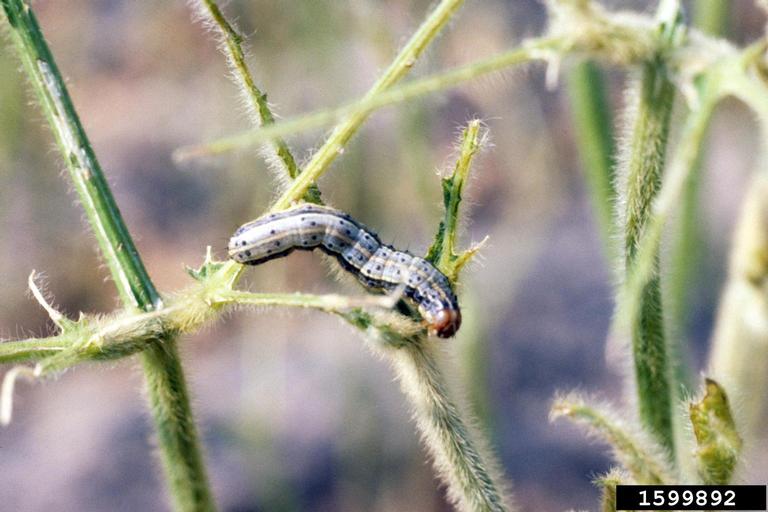 fall armyworm (Spodoptera frugiperda (J.E. Smith))