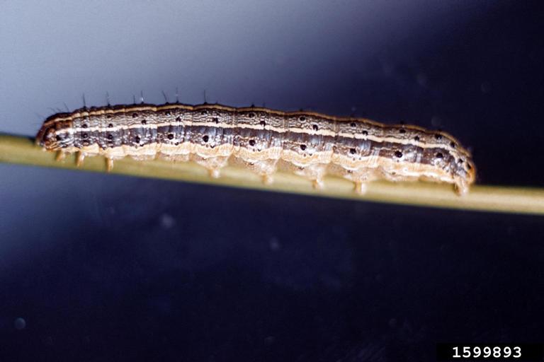 fall armyworm (Spodoptera frugiperda (J.E. Smith))