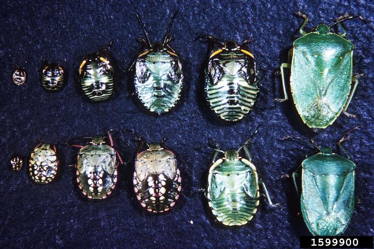 stink bugs (Family Pentatomidae) (Family Pentatomidae)