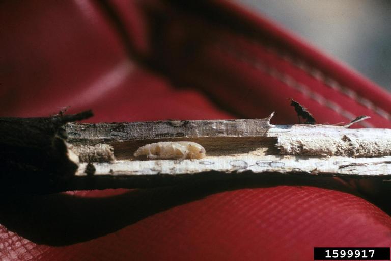 soybean stem borer (Dectes texanus LeConte, 1862)