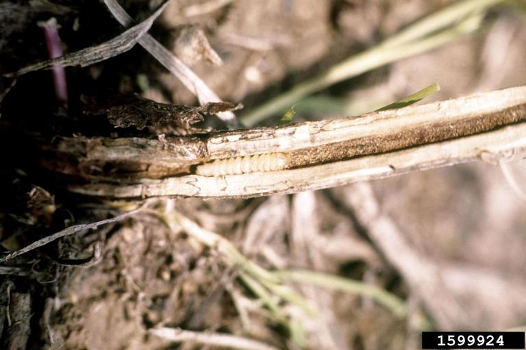 soybean stem borer (Dectes texanus LeConte, 1862)