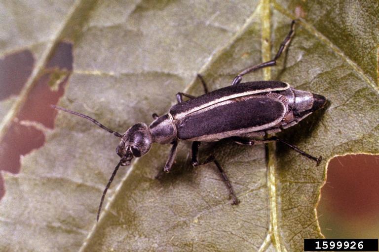 clematis blister beetle (Epicauta cinerea)
