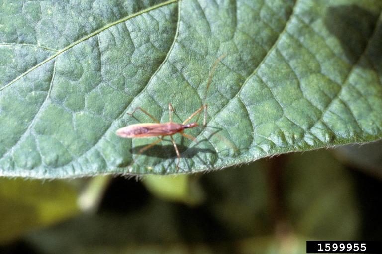 damsel bugs (Family Nabidae)