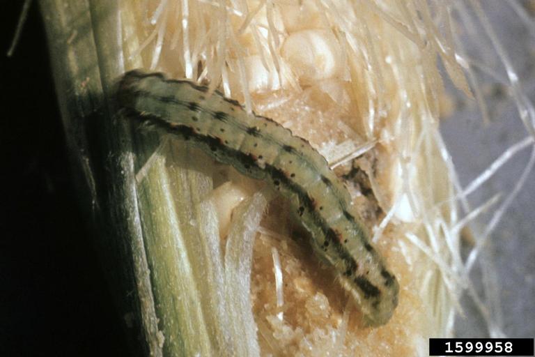 corn earworm, tomato fruitworm (Helicoverpa zea (Boddie))