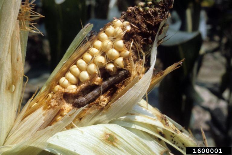 fall armyworm (Spodoptera frugiperda)