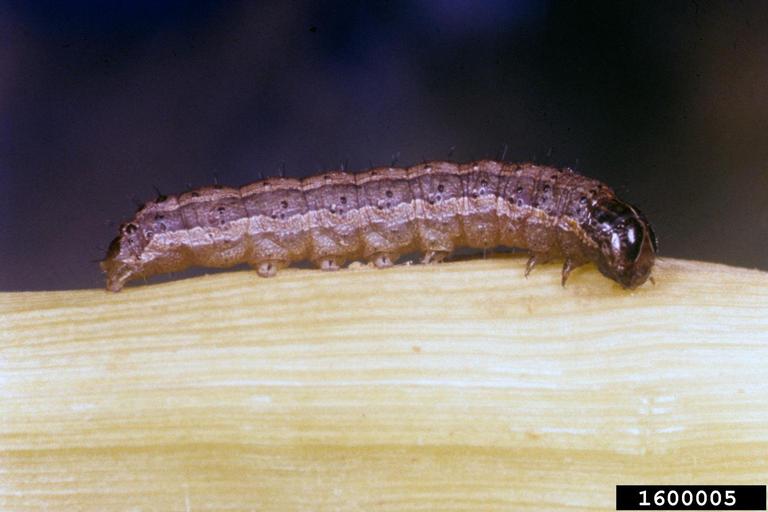 fall armyworm (Spodoptera frugiperda Smith, J.E., 1797)