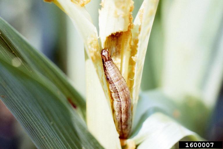 fall armyworm (Spodoptera frugiperda (J.E. Smith))