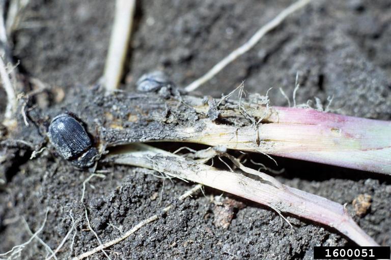 sugarcane beetle (Euetheola humilis (Burmeister, 1847))