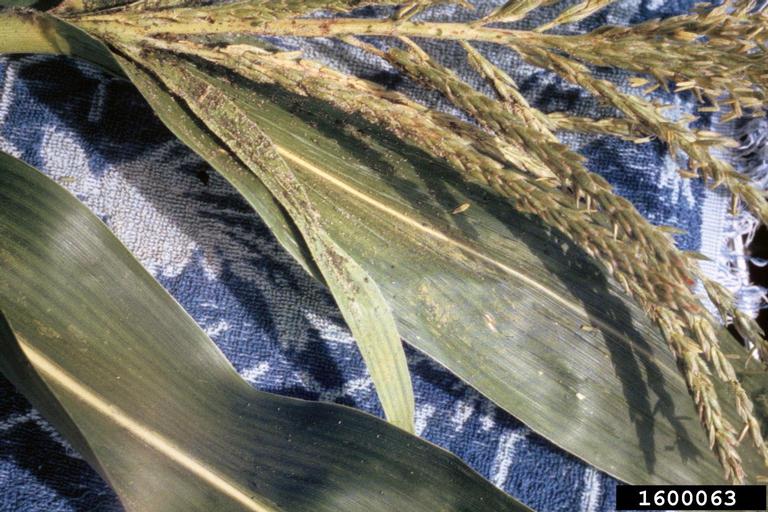 corn leaf aphid (Rhopalosiphum maidis (Fitch, 1856))