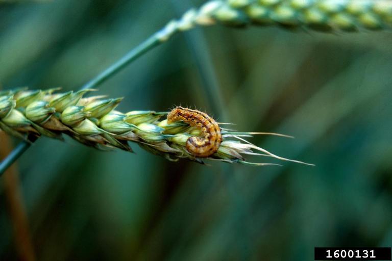 corn earworm, tomato fruitworm (Helicoverpa zea (Boddie))