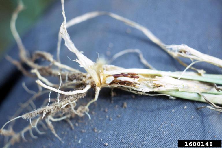 Hessian fly (Mayetiola destructor ) on wheat (Triticum spp. ) - 1600148