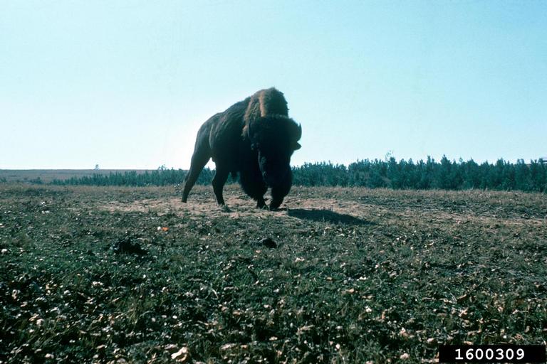 American bison (Bison bison)
