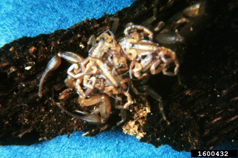 scorpion (Order Scorpiones)