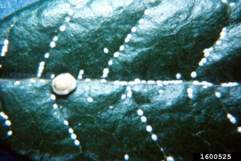 Florida wax scale (Ceroplastes floridensis Comstock)