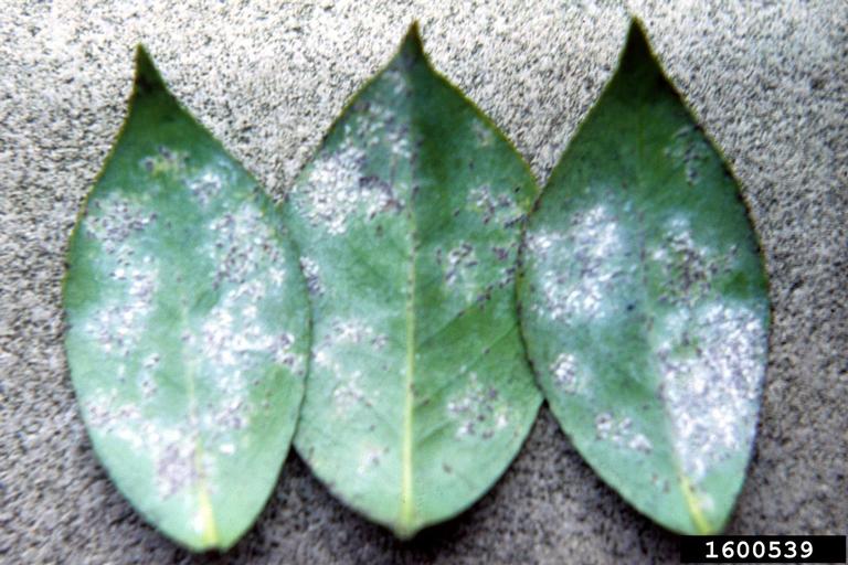 tea scale (Fiorinia theae Green)