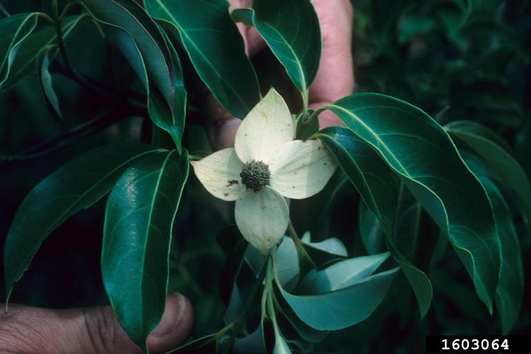 dogwood (Cornus capitata ssp. angustata (Chun) Q. Y. Xiang)
